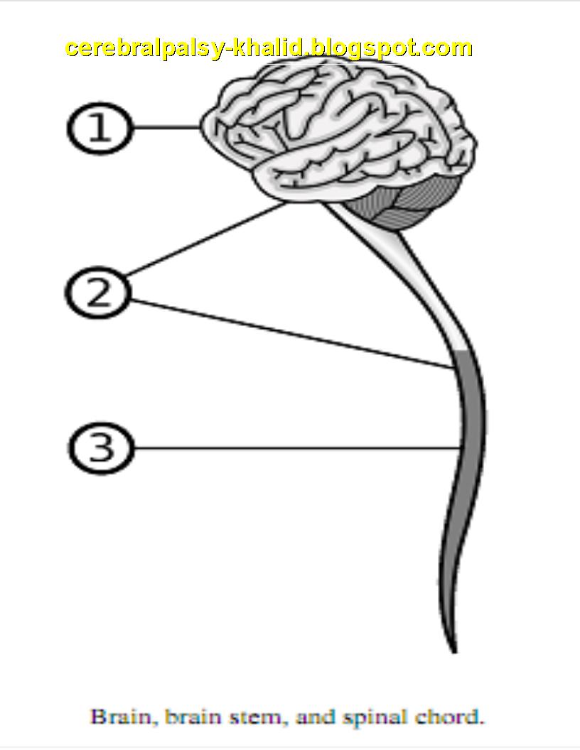 General functions of the CNS ~ Happy life with cp