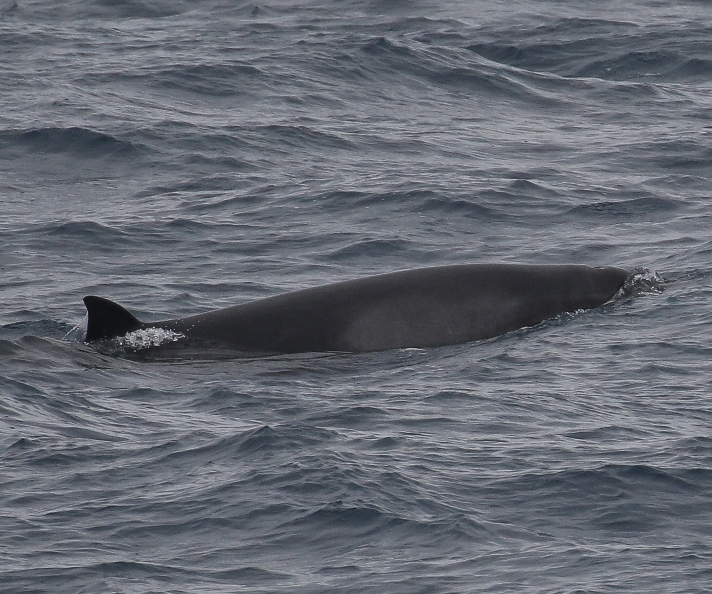 Birding Poole Harbour & Beyond: 8 Apr 18 - Atlantic Odyssey - Day ...