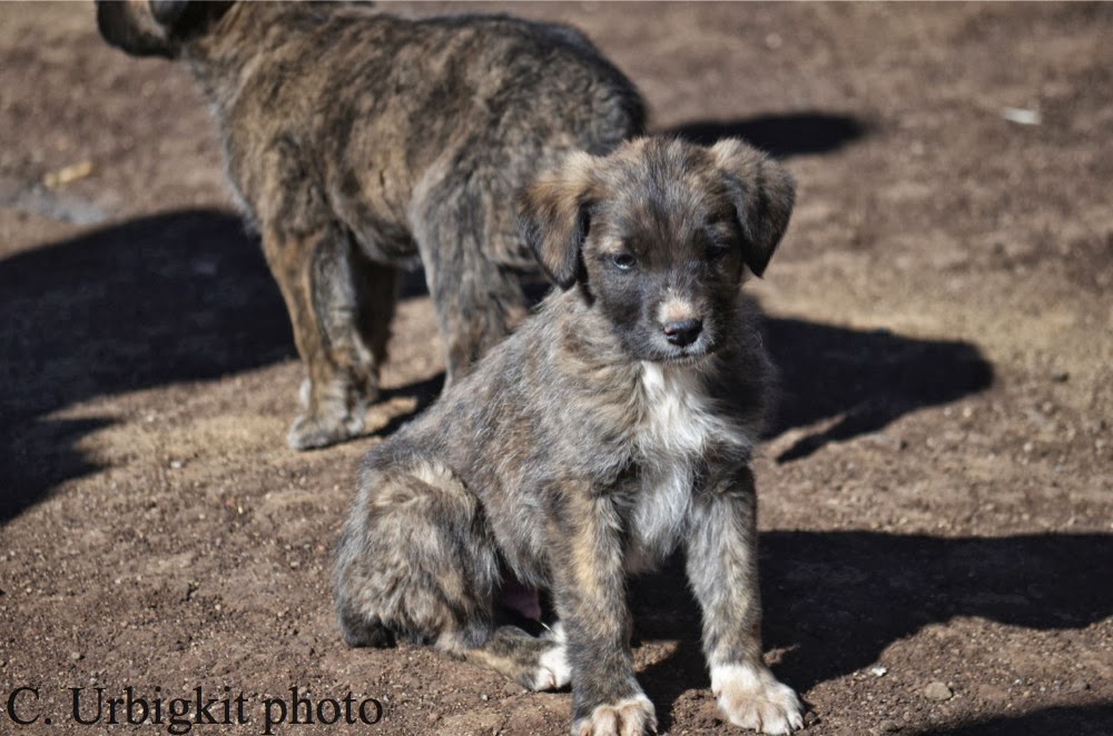 Stephen Bodio's Querencia: AfriCanis in Lesotho
