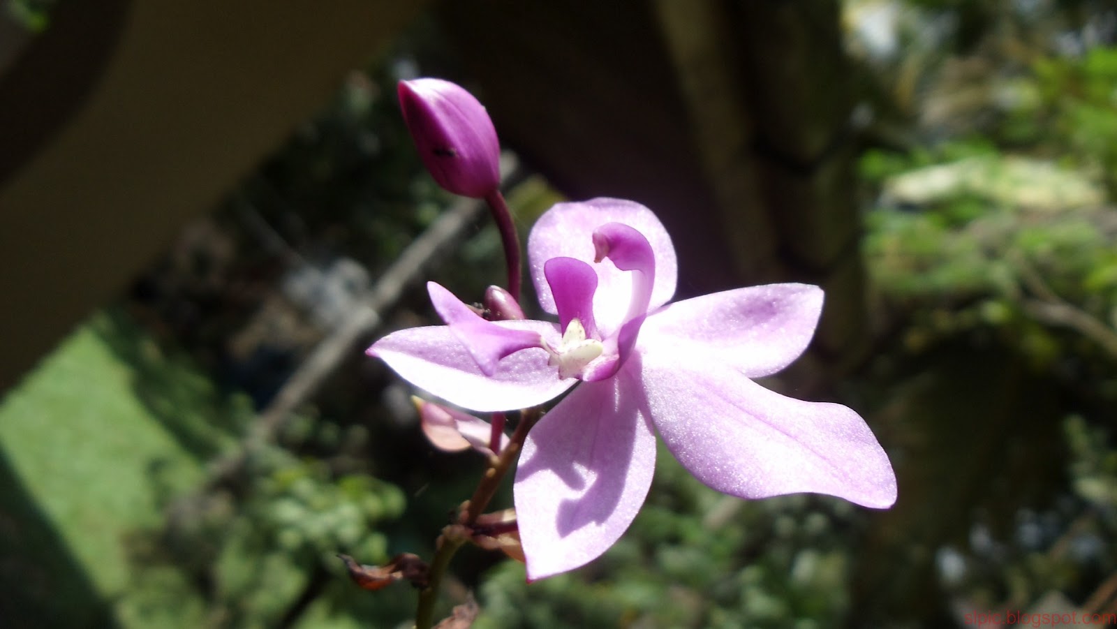 Srilanka Nature Wallpapers: Srilanka Orchid Flower Set 2