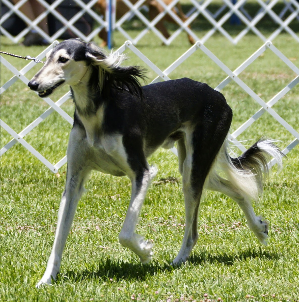 Organic Garden Dreams: Thinking About Getting a Dog