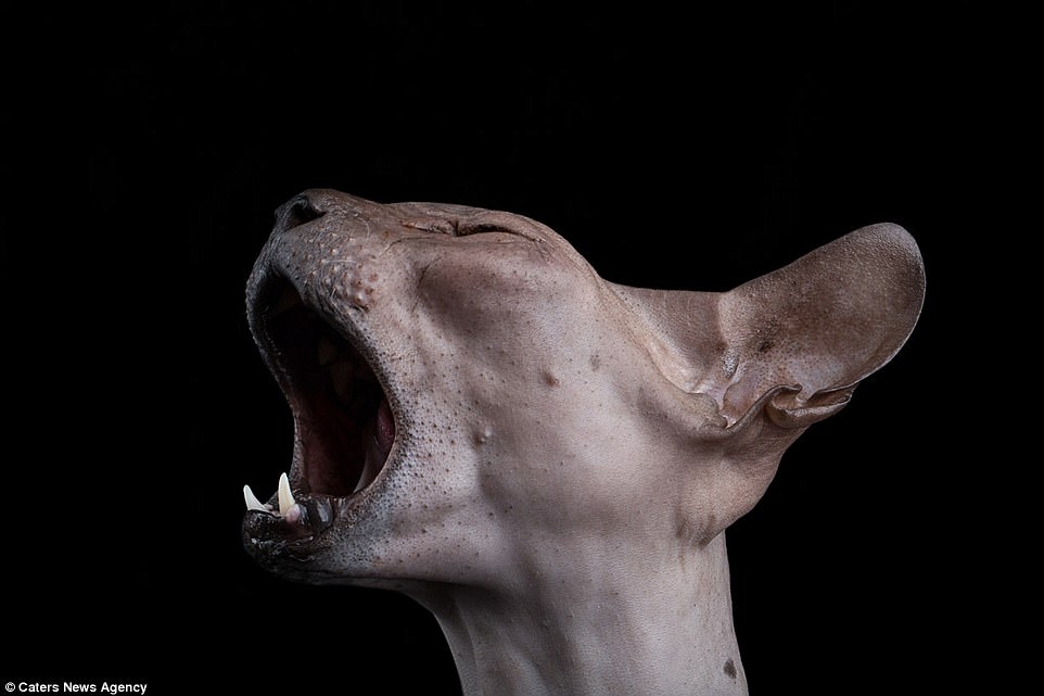 White Wolf : Unique beauty of furless Sphynx cats are captured in ...