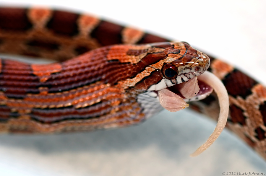 Snake Pictures Snake Wallpaper | Animal Photo