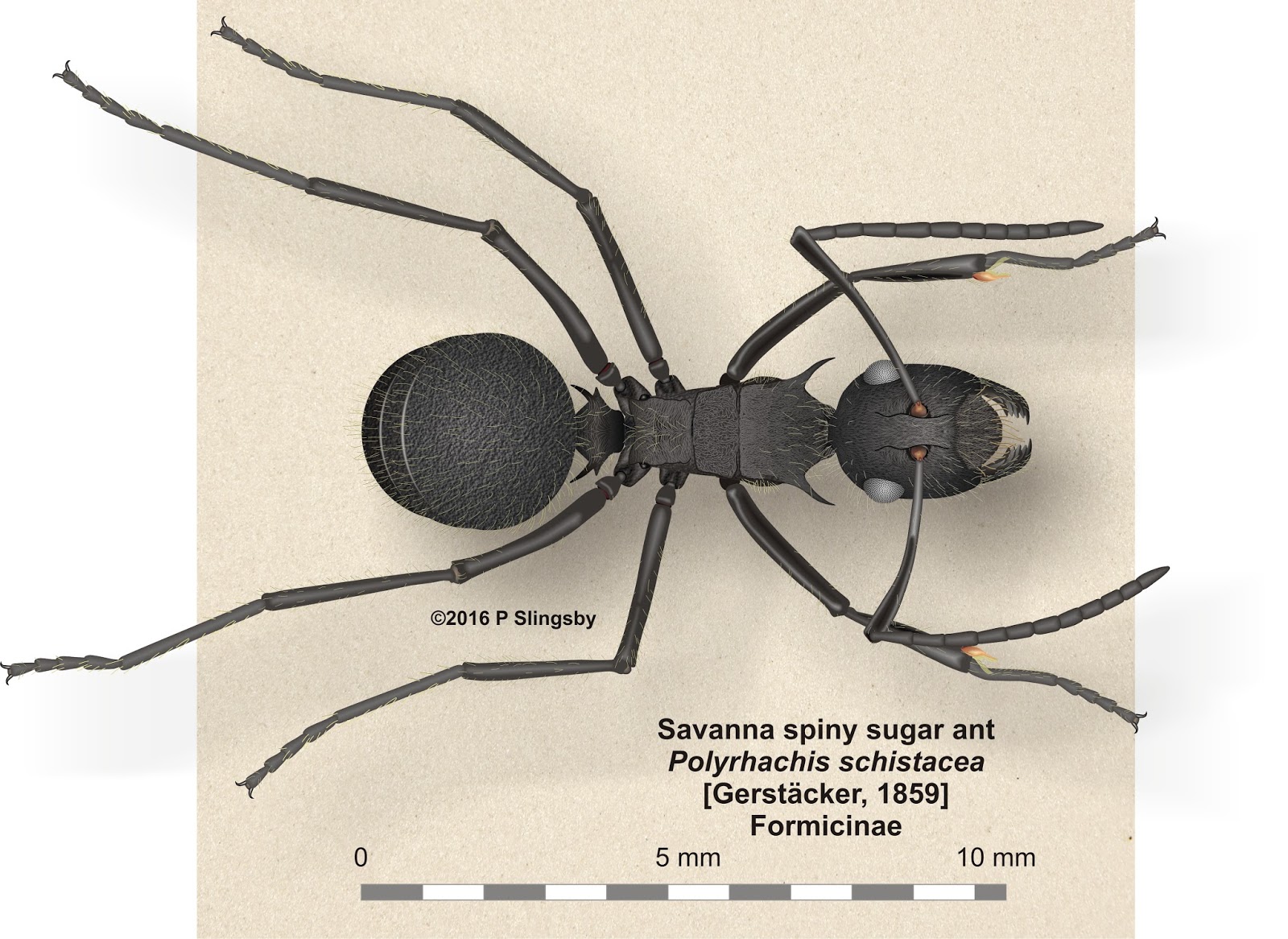 - Ants of Southern Africa -: Polyrhachis species: Spiny sugar ants