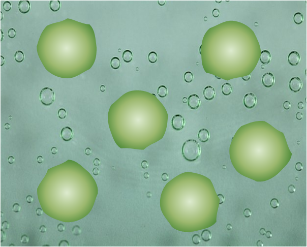 Bacterias: Clases de bacterias