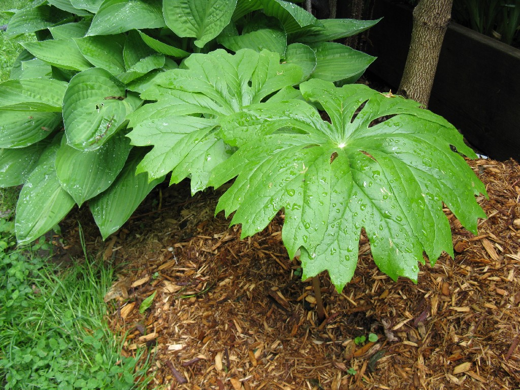 Healing Homeopathy: Podophyllum