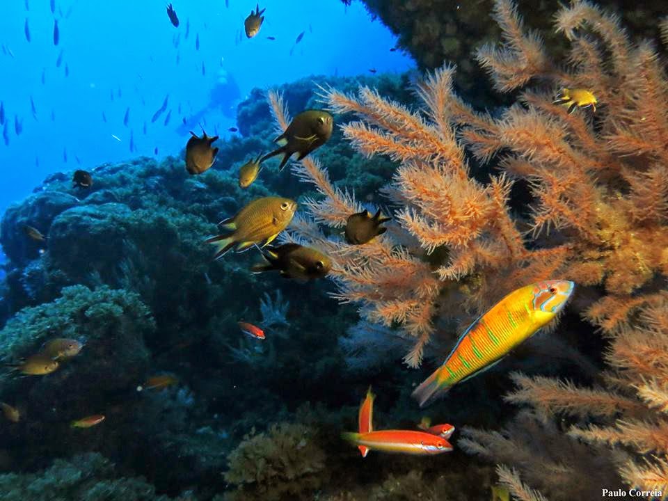 Best Spot Azores PADI 5* Dive Center: Dive Azores Buceo Azores Plongée ...