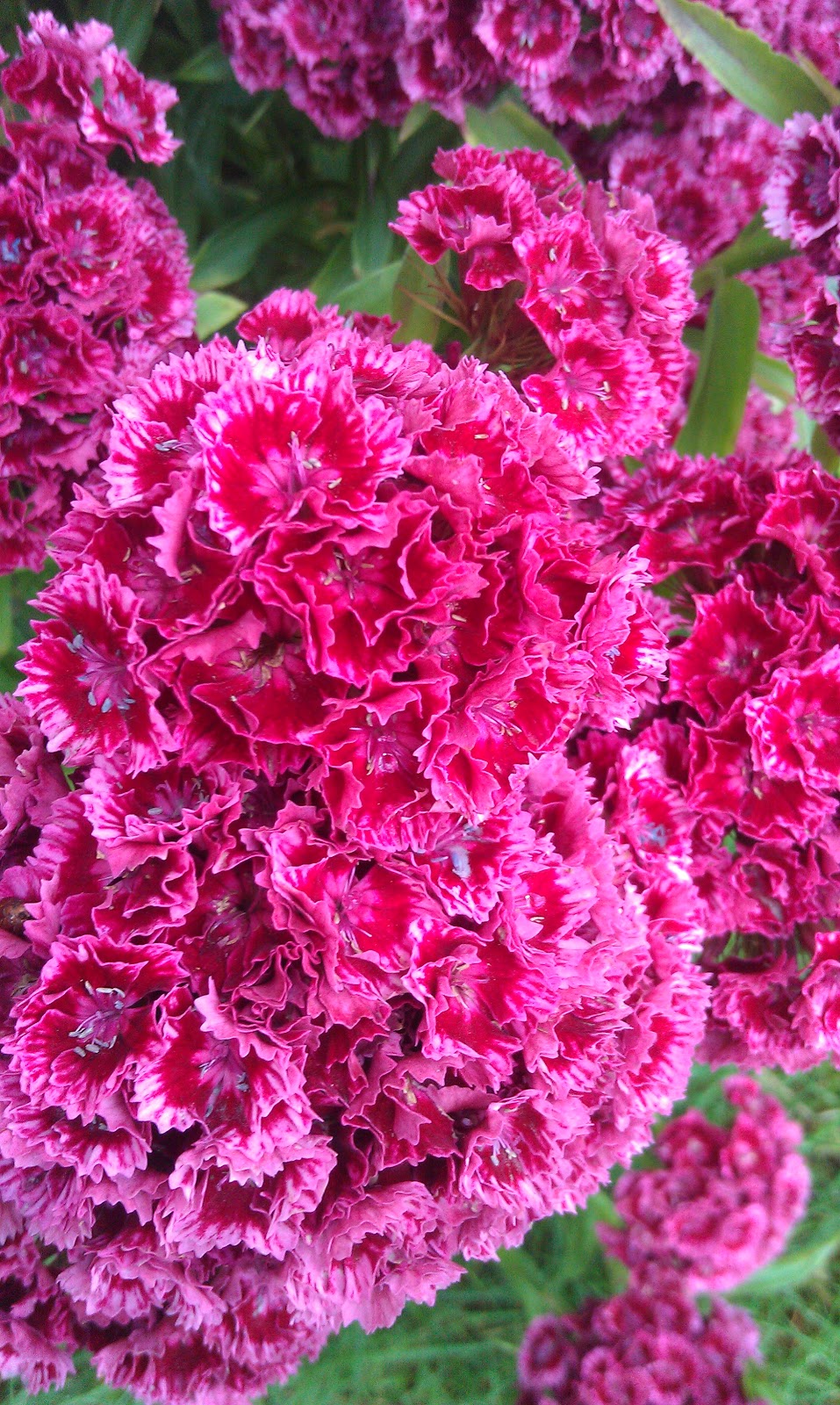 Smidgen Cakes: With Silver Bells and Cockle Shells...