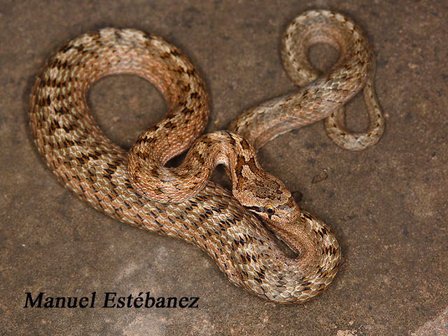 Miradas Cantábricas: Culebra lisa meridional (Coronella girondica) II