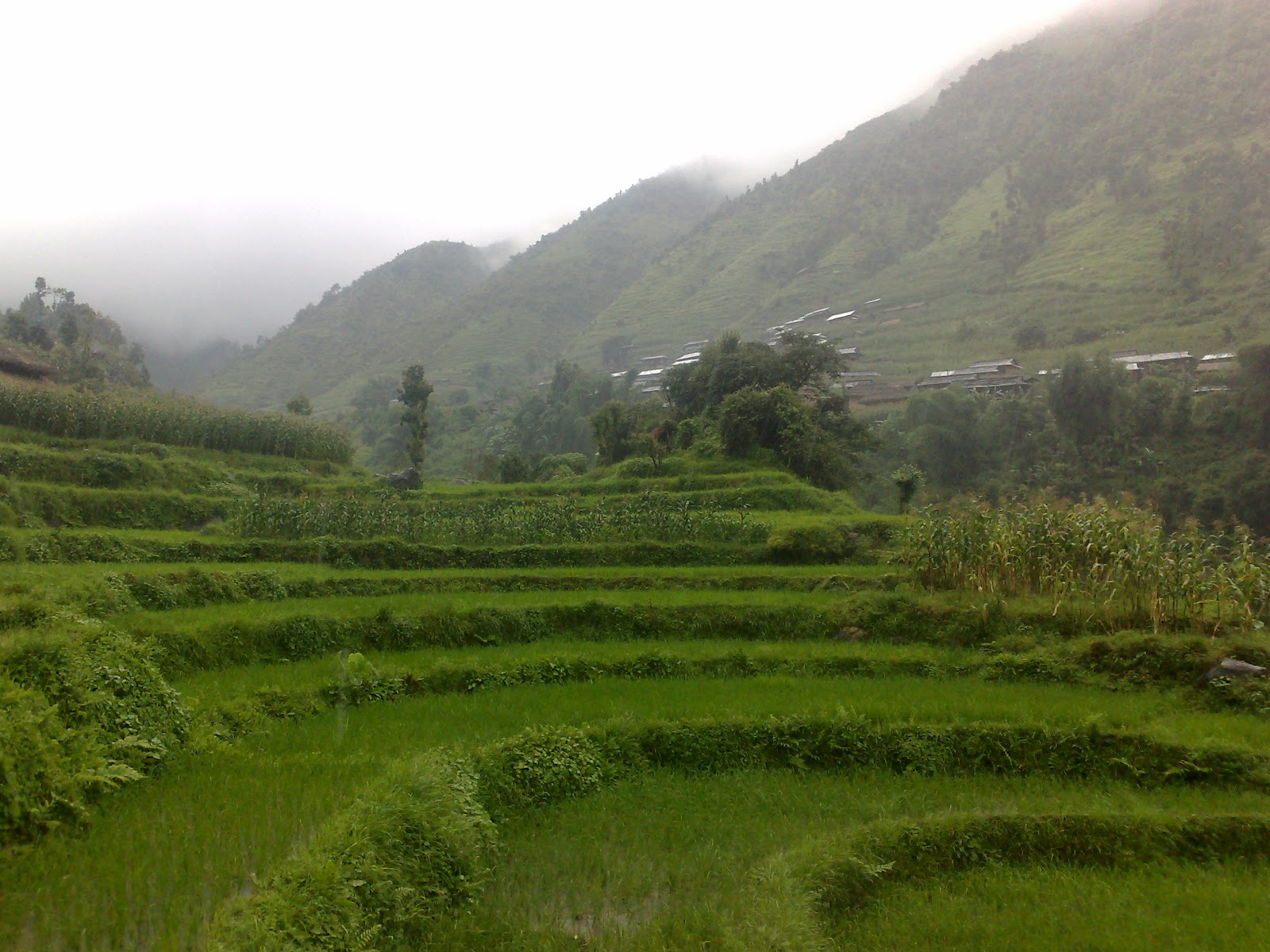 RESEARCH IN PLANT BREEDING: Agricultural situation of Pyuthan