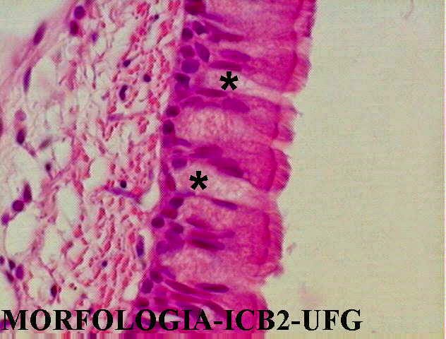 Biologia celular e tecidual: Epitélio Glandular