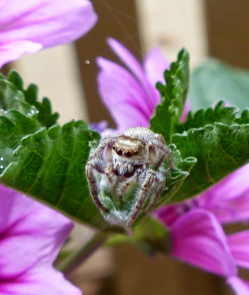 Looking Up: A Jumping Spider Poses for a Portrait