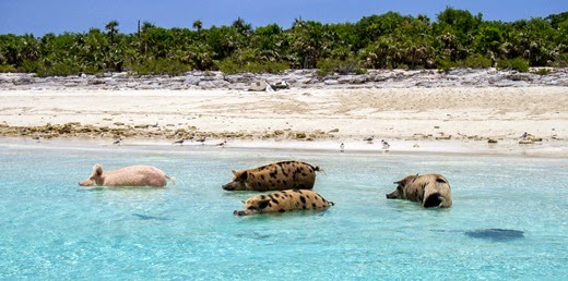 Travel Chew: Swimming with pigs the clear ocean waters of Major Cay island.
