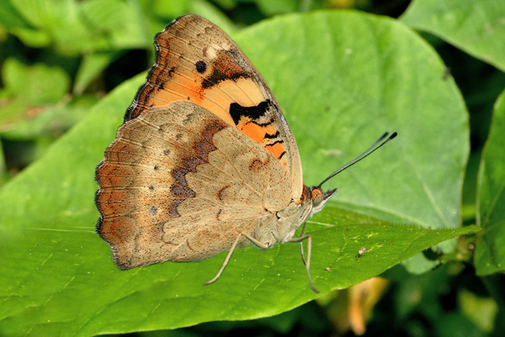 Junonia hierta DATASHEET | BugsAlive