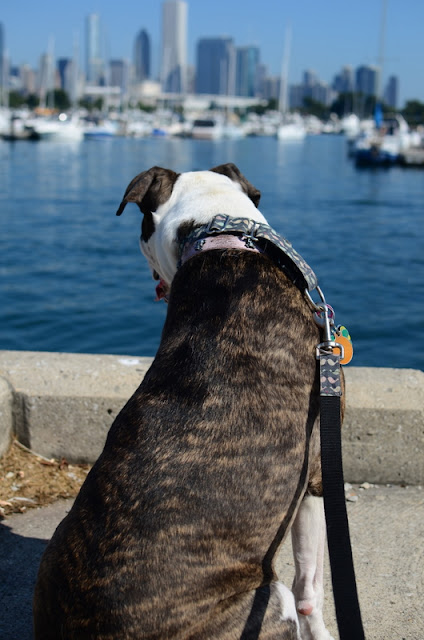 Two Pitties in the City: City Dog: Starting a Chicago Dog-Walking Club