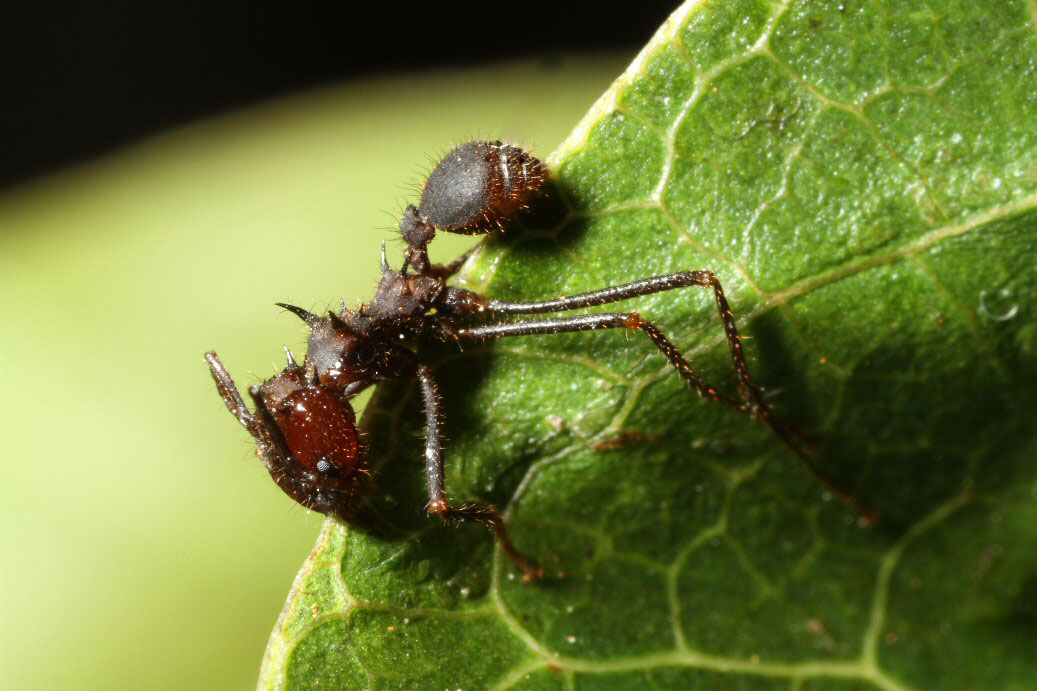 fourmis de Cuba- Hormigas de Cuba- Ants of Cuba: Atta insularis