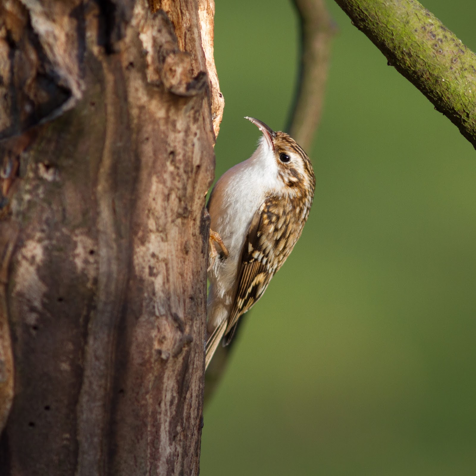 TrogTrogBlog: Bird of the week - Treecreeper
