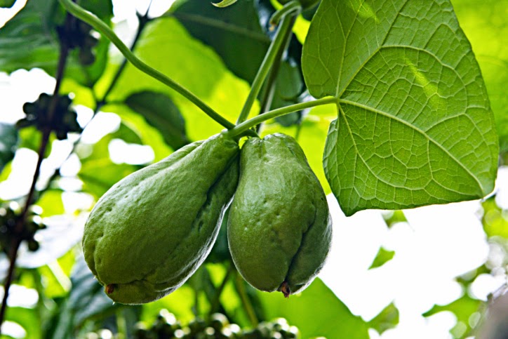 DIÁRIO COM A NATUREZA: 28 DE ABRIL - CHUCHU - FRUTO E FLOR