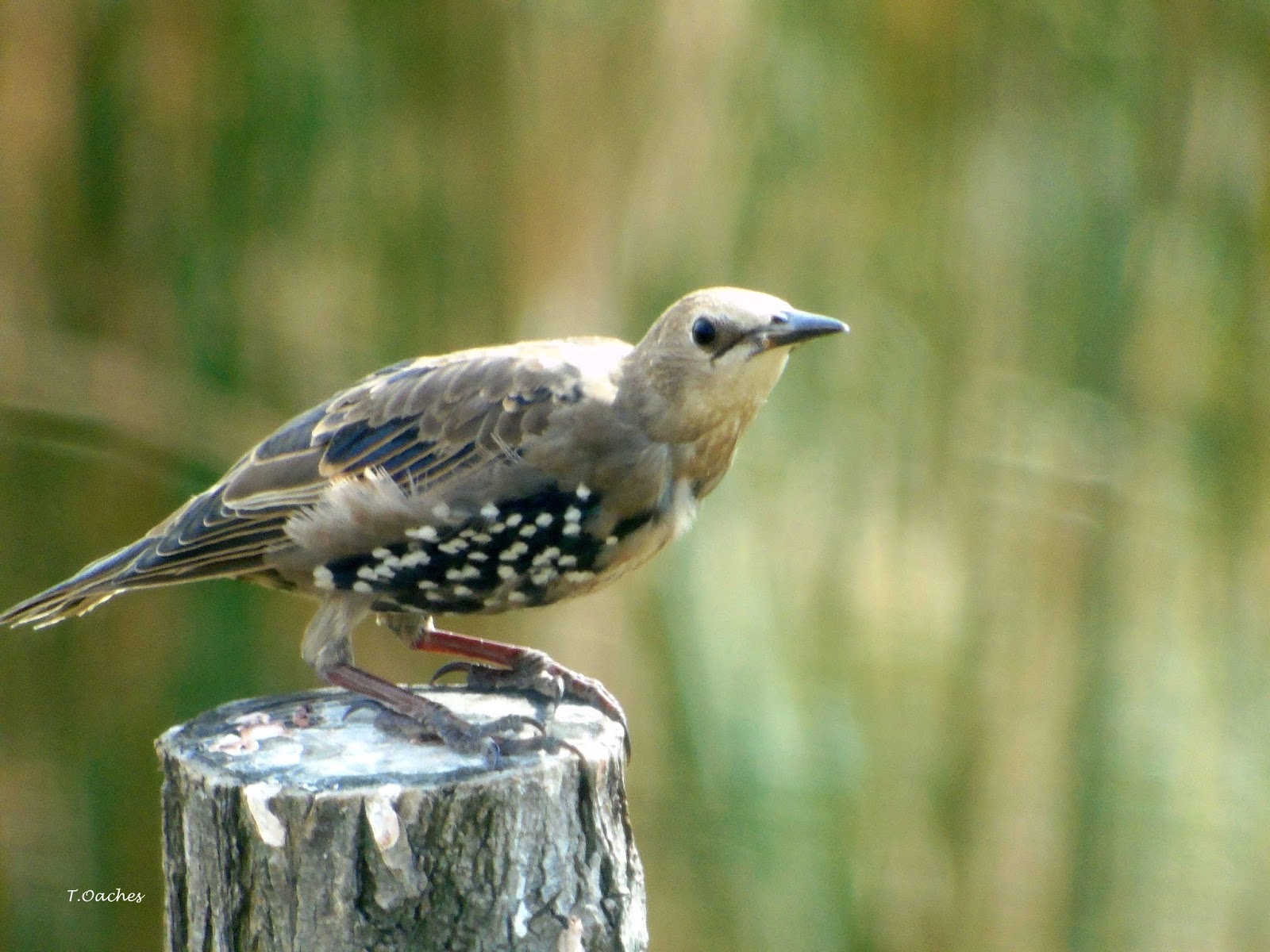 PASARI DIN ROMANIA: GRAUR (2), JUVENILI, Sturnus vulgaris