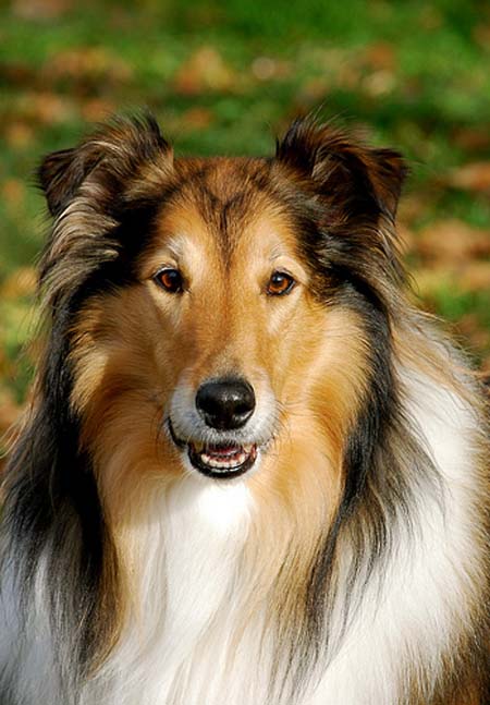 El ojo del buitre: Perros - Collie