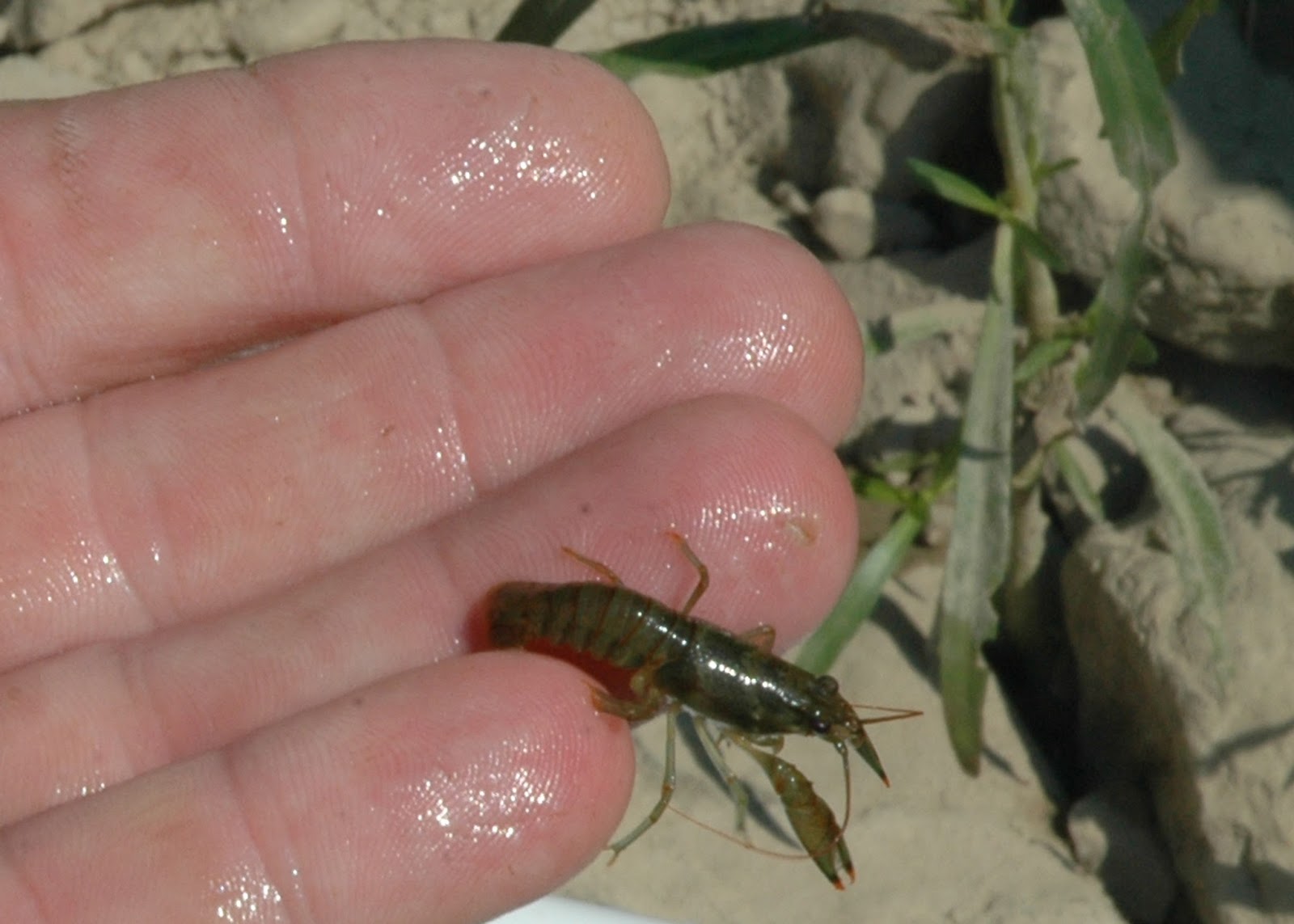 Newly Hatched Crayfish