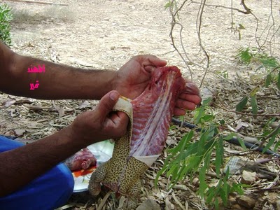 doubleREDapples: BIZARRE Rice Cooking : Dhab Briyani (lizard)
