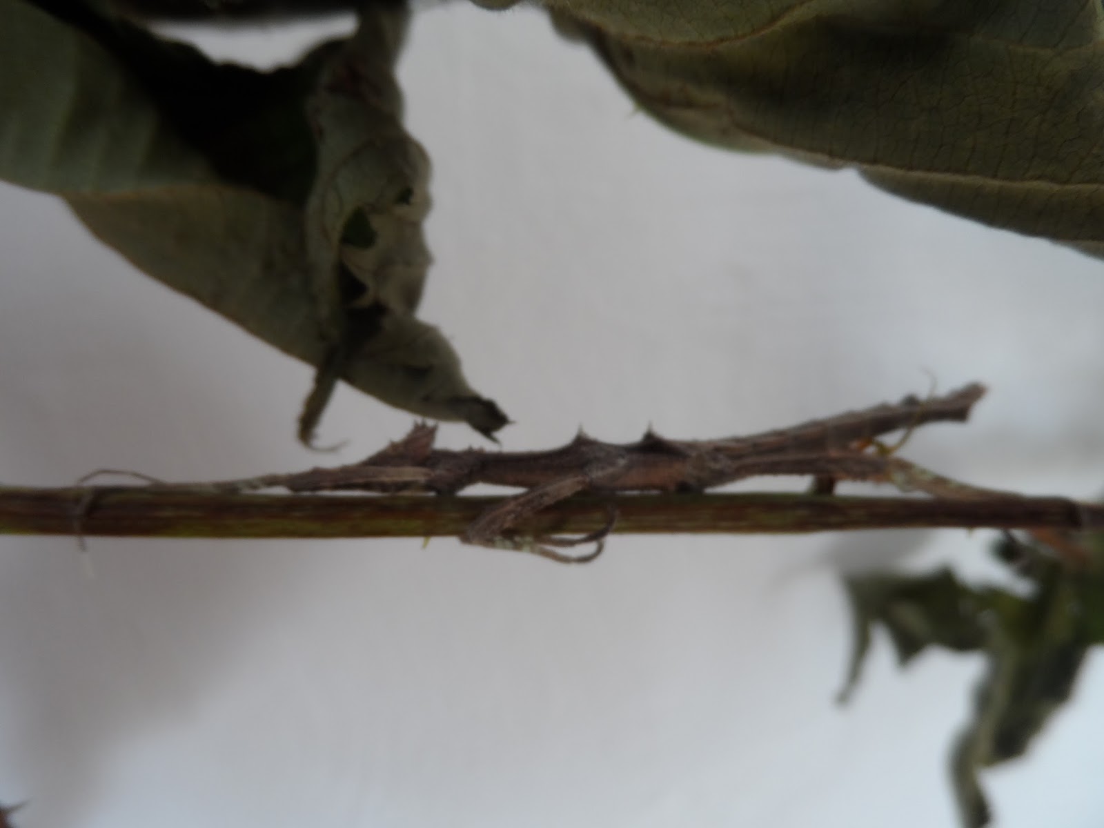 Pernilles blog VNT: De vandrende pinde