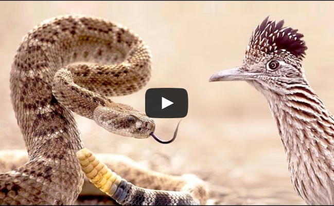 Roadrunner Attacks Rattlesnake - Exclusive Video | animalstreng