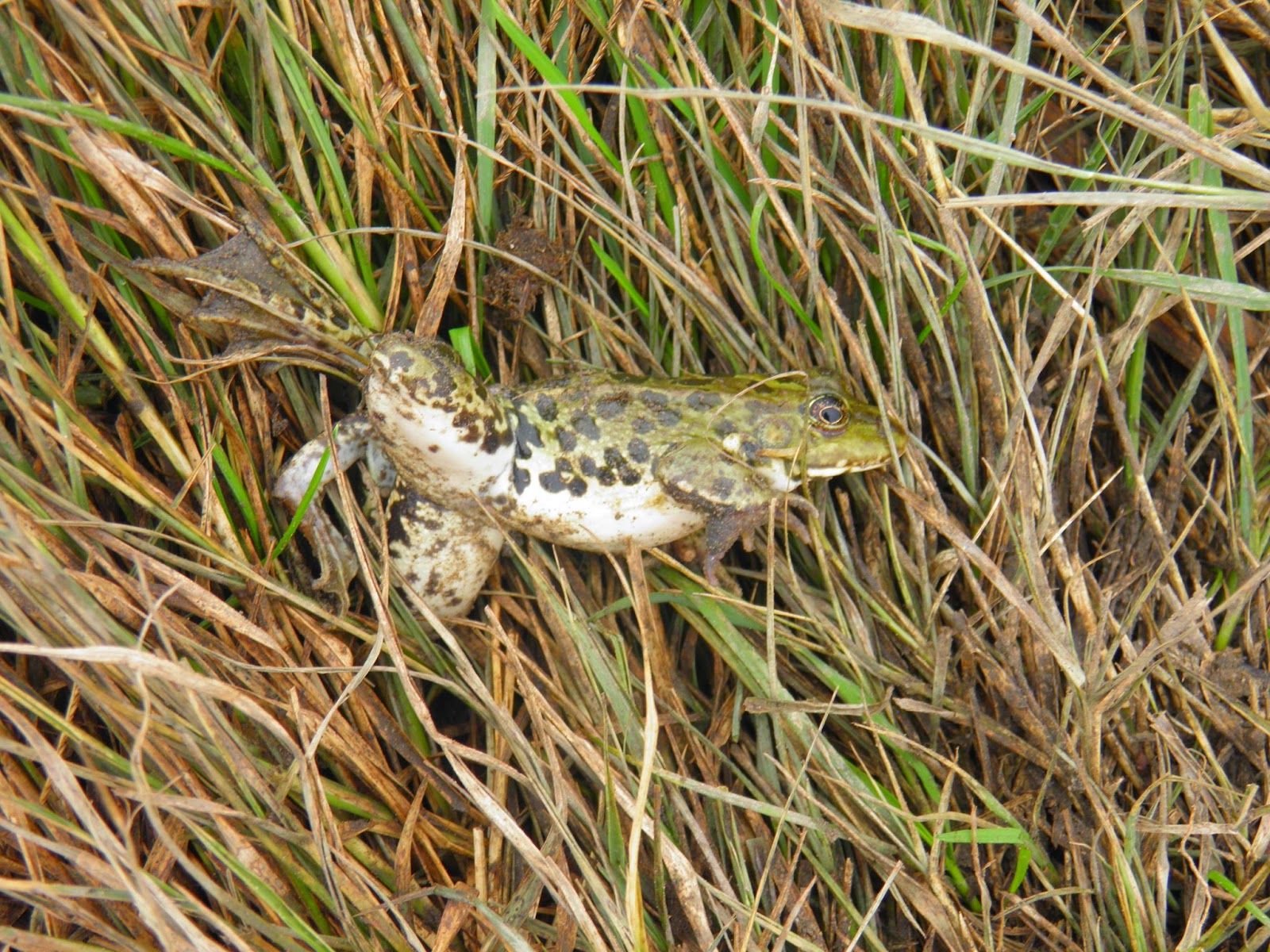 PASARI DIN ROMANIA: AMFIBIENI, Broaste, salamandre, tritoni