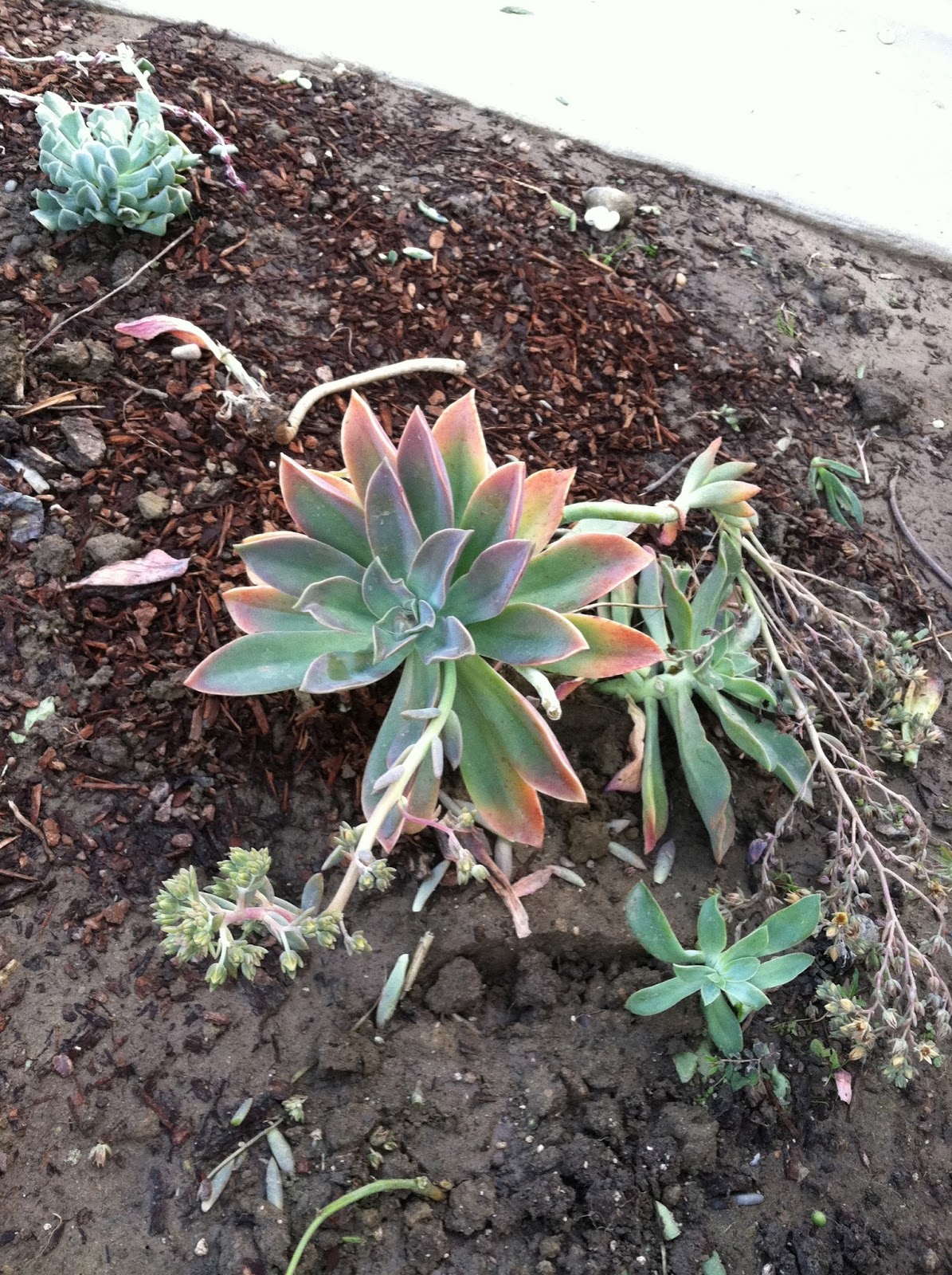 Succulent Succulence