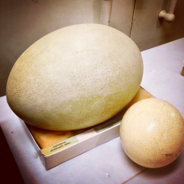 Telur Terbesar di Dunia | Bandar Bola