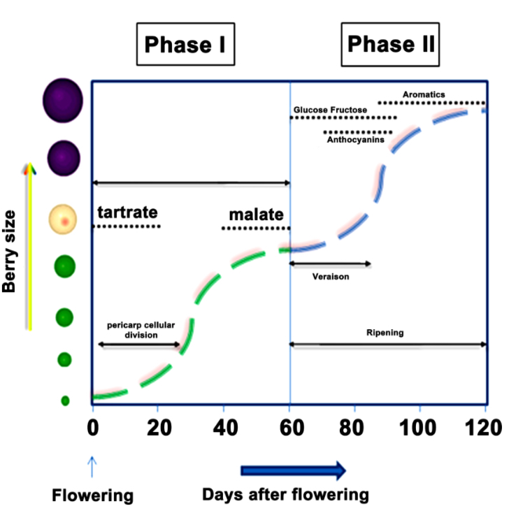 EnoViti: Two Stages of Grape Berry Development