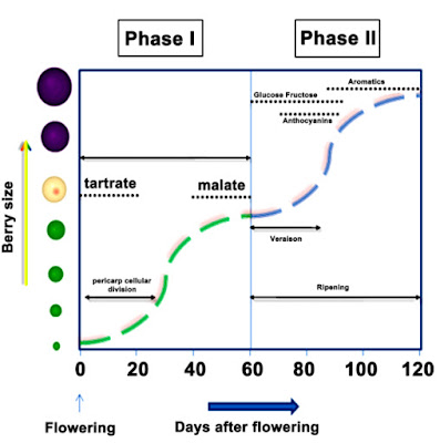 EnoViti: Two Stages of Grape Berry Development