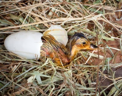 CRA QUERCUS: LOS ANIMALES