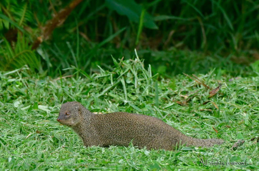 WILDLIFE GATEWAY: Weekend à Maurice - J3