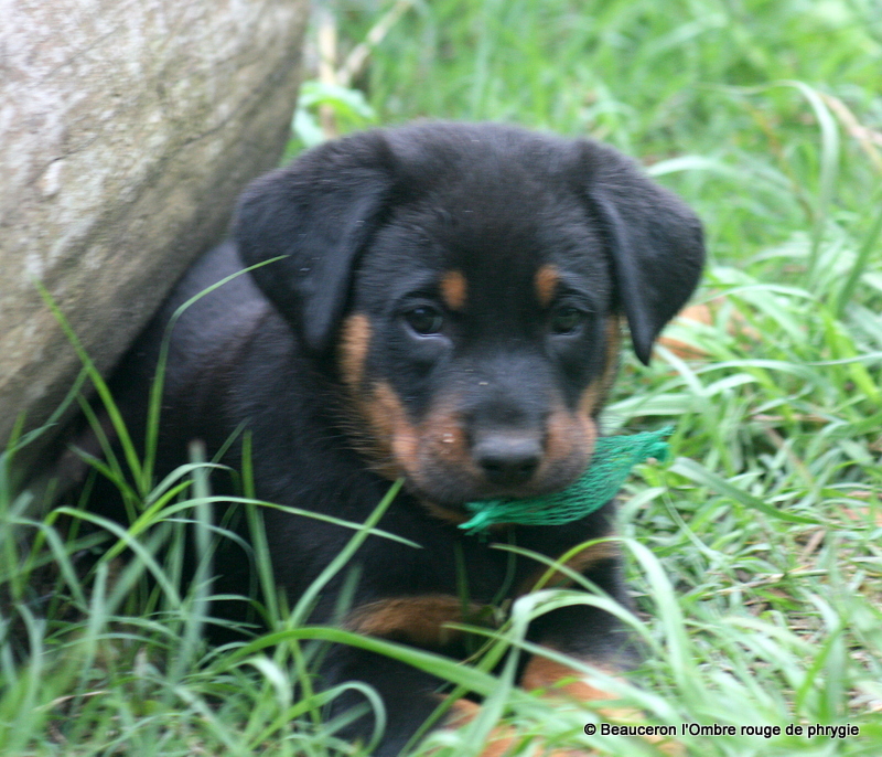 Beauceron, chiots beaucerons, Eleveur landes 40120 : Chiots beauceron ...
