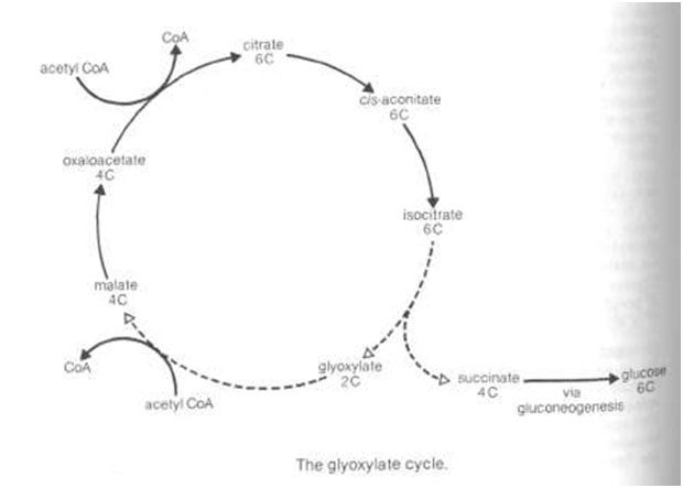 Dira Tiara Prawiro: Glioksisom