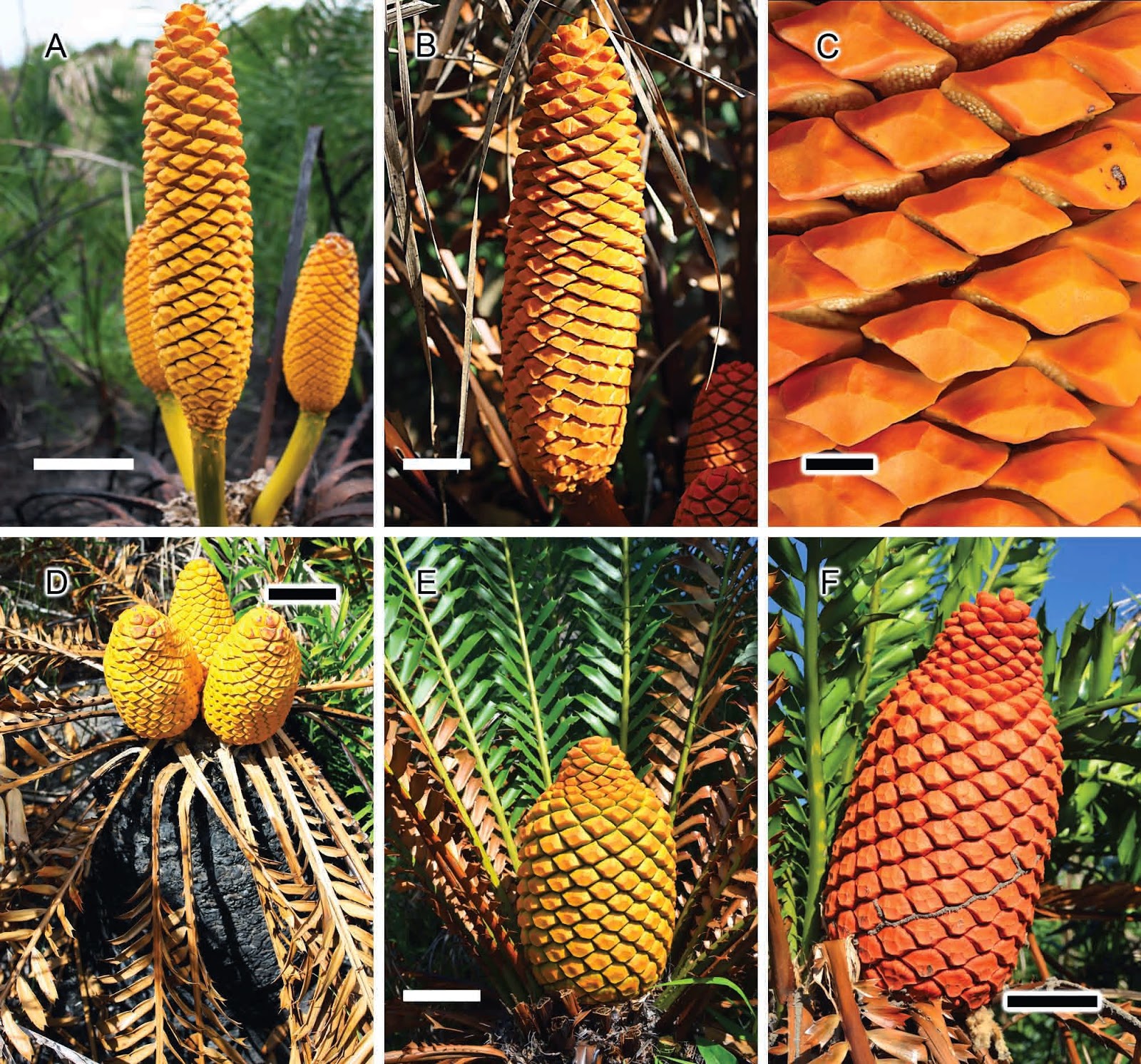 Sciency Thoughts: Northern Mozambique’s Critically Endangered Cycad.