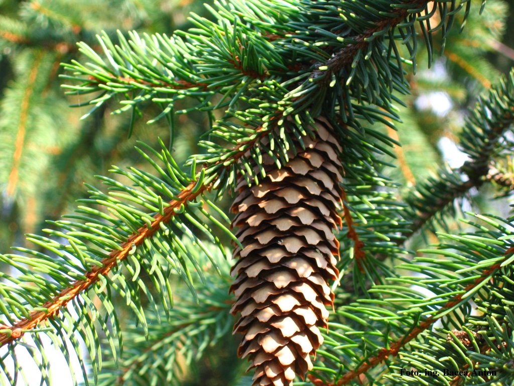 Plante de plante: MOLID(Picea abies)-Feeria padurilor Romaniei (III ...