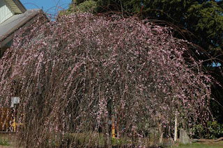 The Nature of Robertson: Weeping Flowering Apricot - Prunus mume