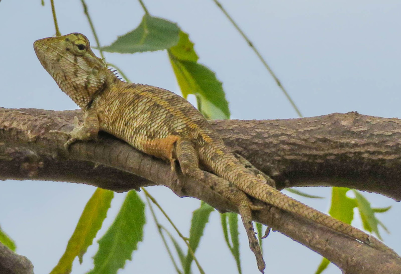 Cannundrums: Oriental Garden Lizard