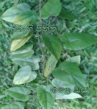 Hela osu: කැහි පිත්තං (kahi piththan)