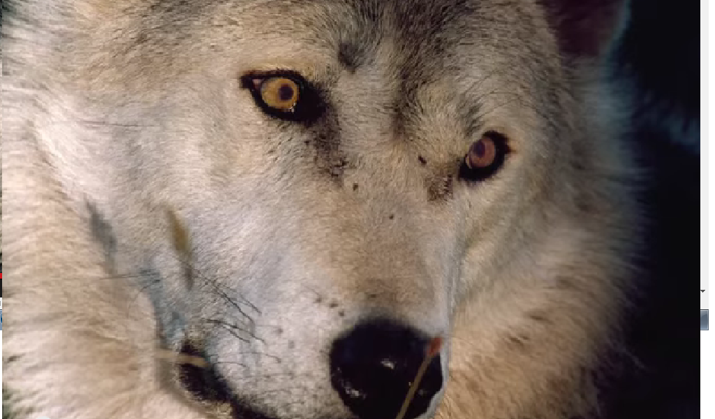 ÉRIKA MODA: LOBOS - CANIS LUPUS