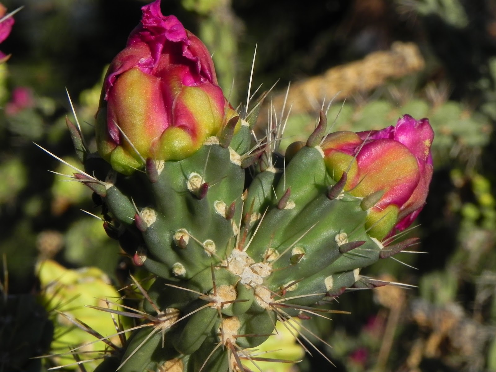 Wildflower Wanderings: Cholla Cactus
