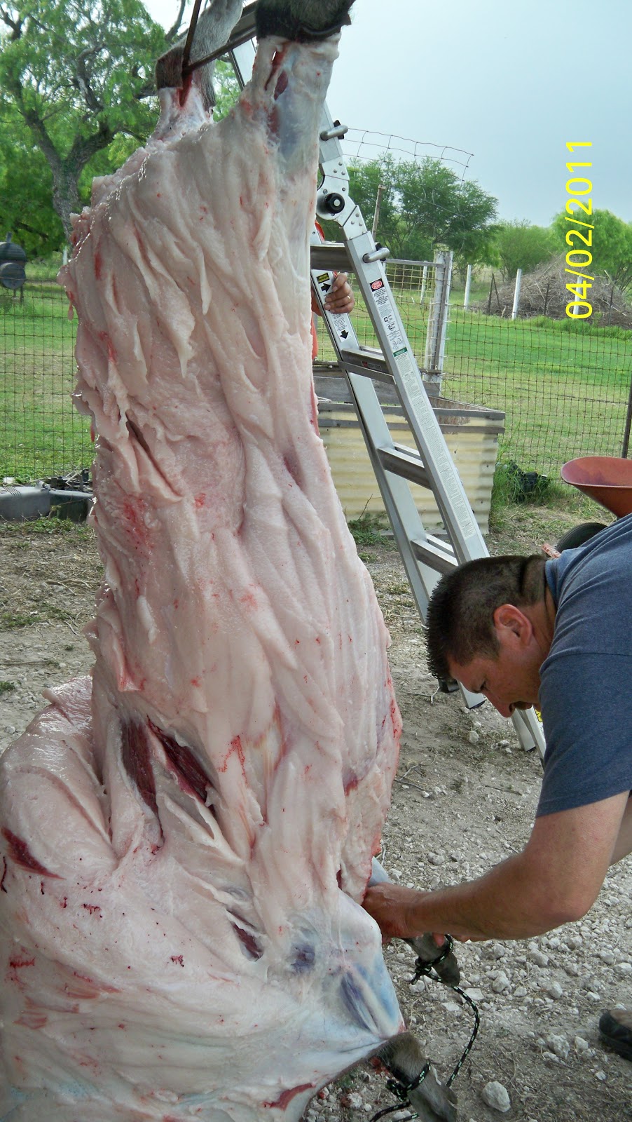 Hoe Hen Inn @ Cow and Chicken Town: Butchering Day: Warning Farm Animal