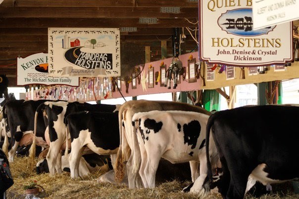 Washington County Fair, NY: 2011 WCF Winners - Open Cattle - Holsteins