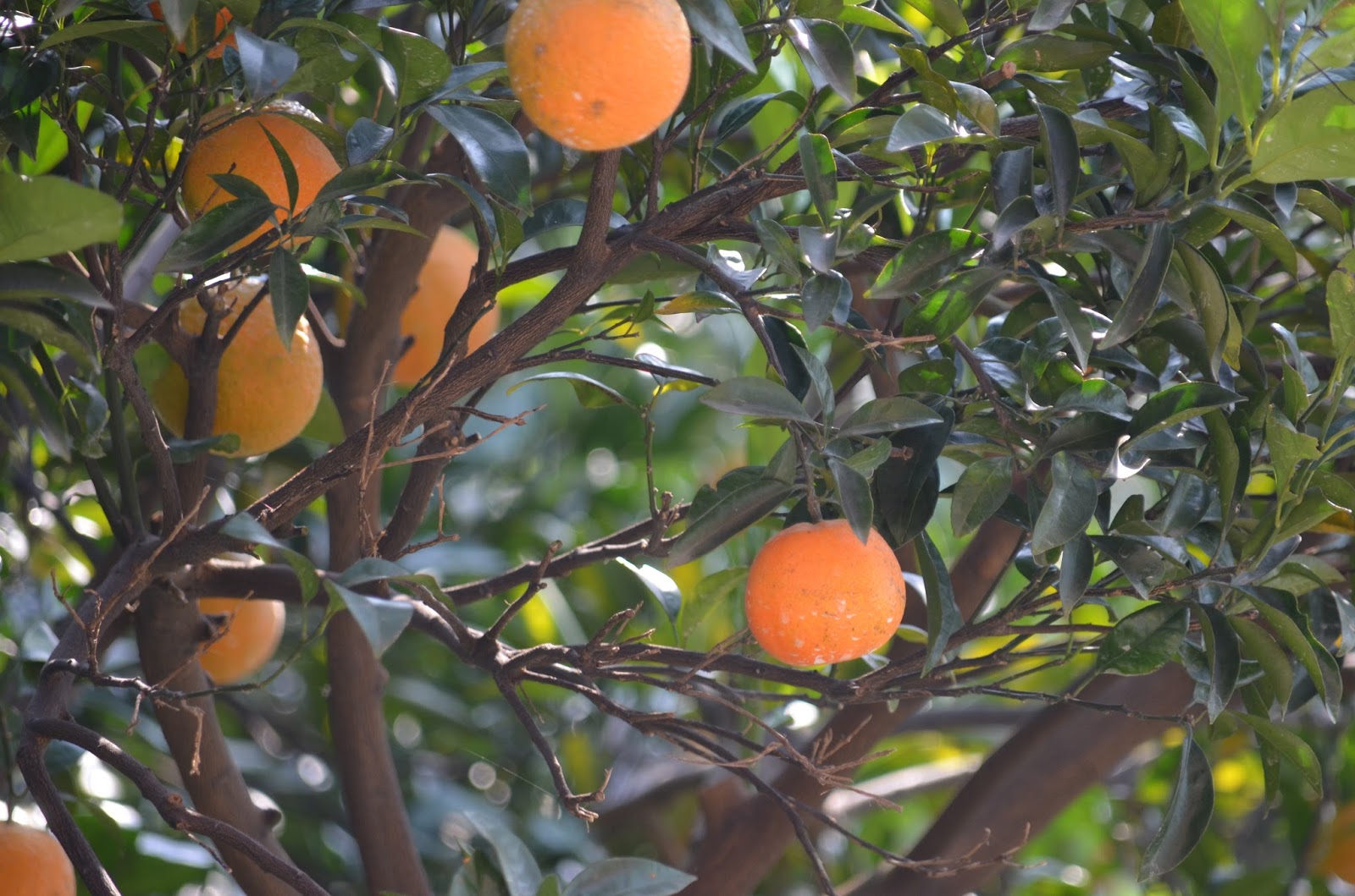 Our Journey : (Day 10) Taiwan Hsinchu District - Chinese Oranges Farm ...