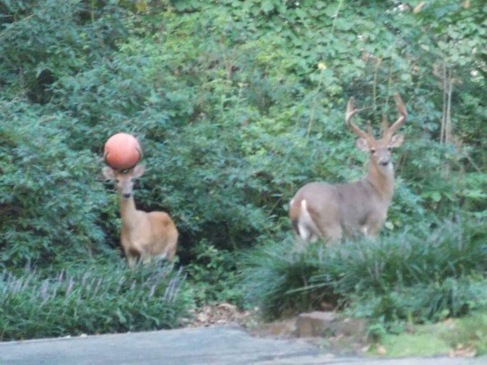 Sociolatte: Deer has a basketball stuck in his antlers