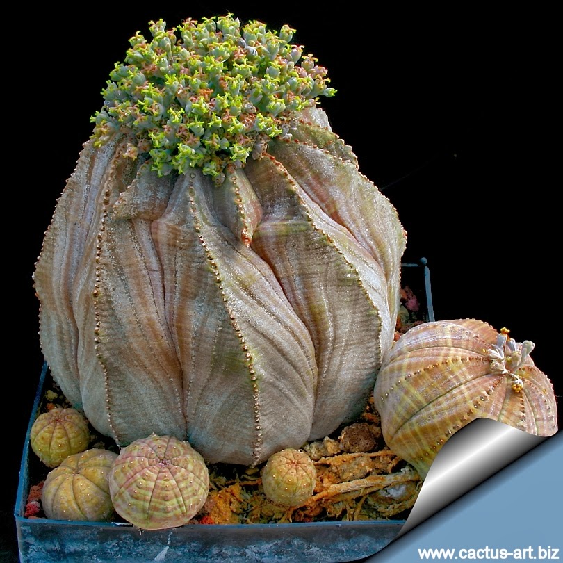 Menrva - Templo do saber: África - Aspectos Econômicos