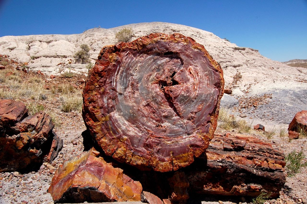 Petrified Forest: trees bearing the secrets of the past 225 million ...